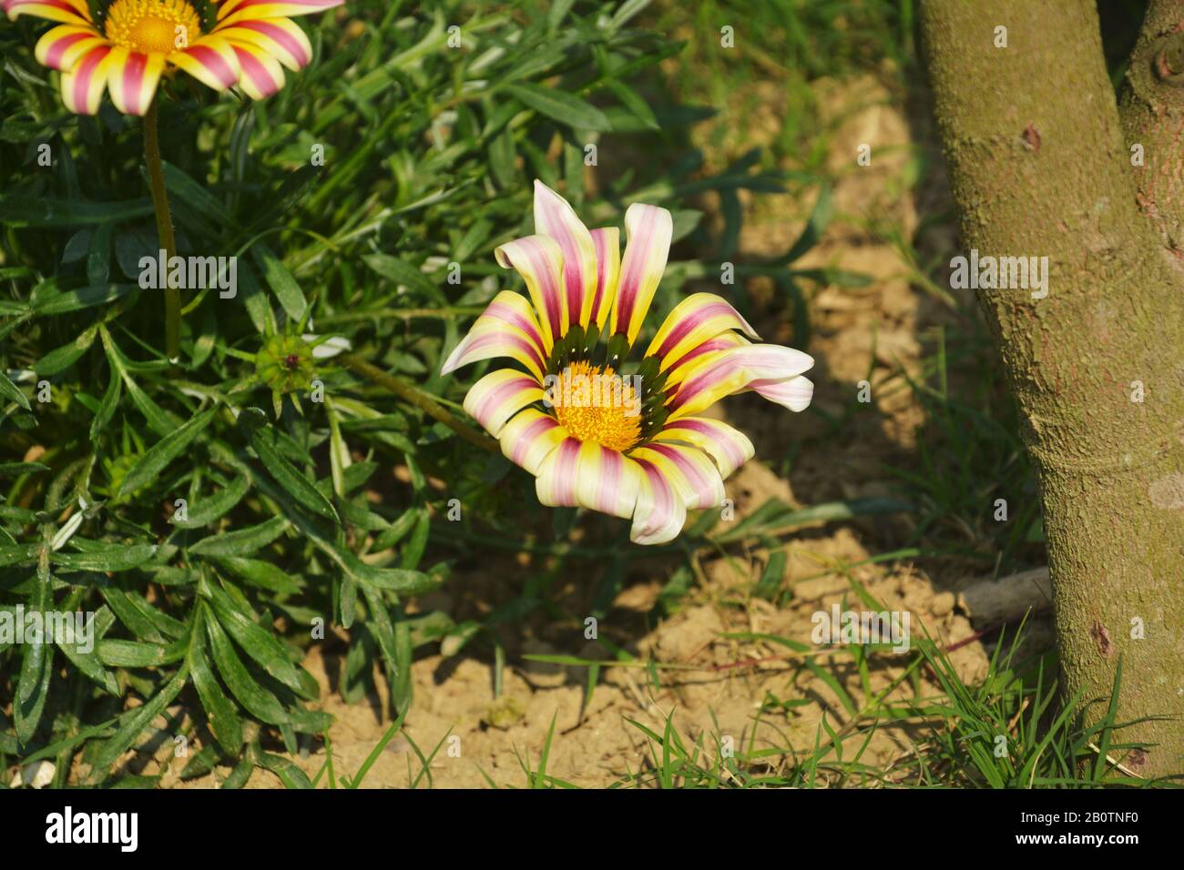 Close up of a beautiful gazania big kiss white flame ( Treasure Flower ...