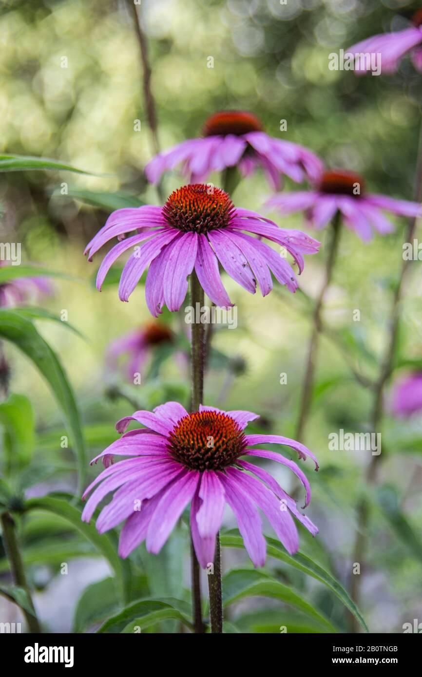 red coneflower on long stems Stock Photo - Alamy