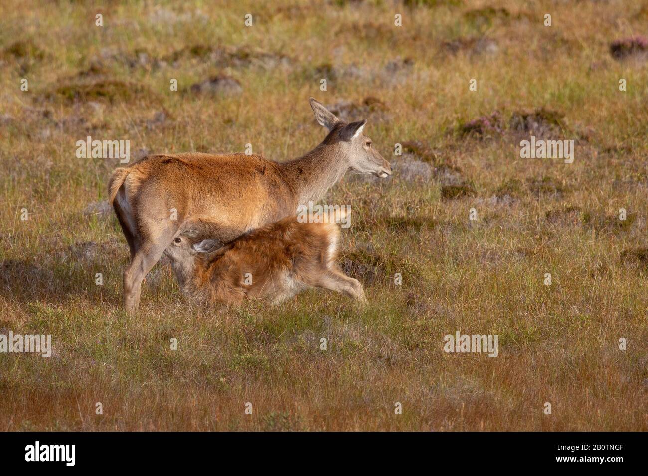 Cute baby red deer hi-res stock photography and images - Alamy