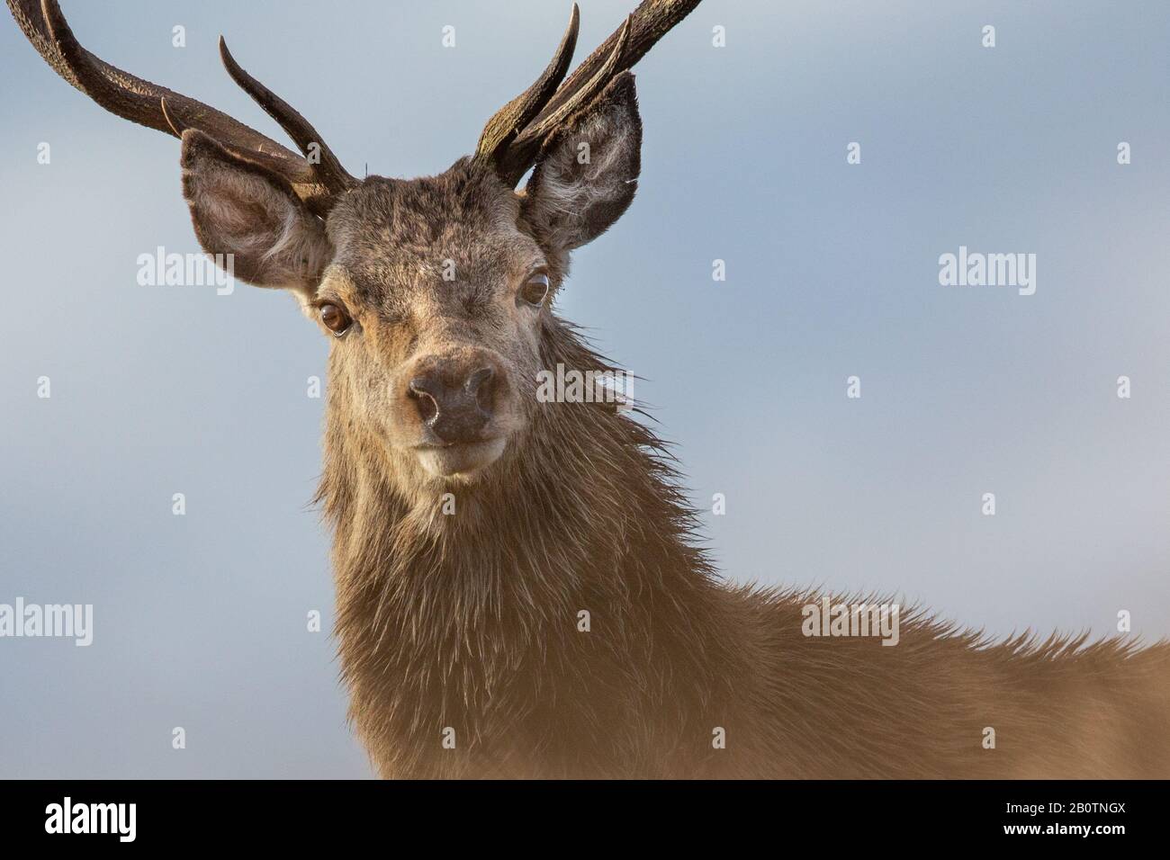 Red deer stag, Applecross, Scotland, UK Stock Photo - Alamy
