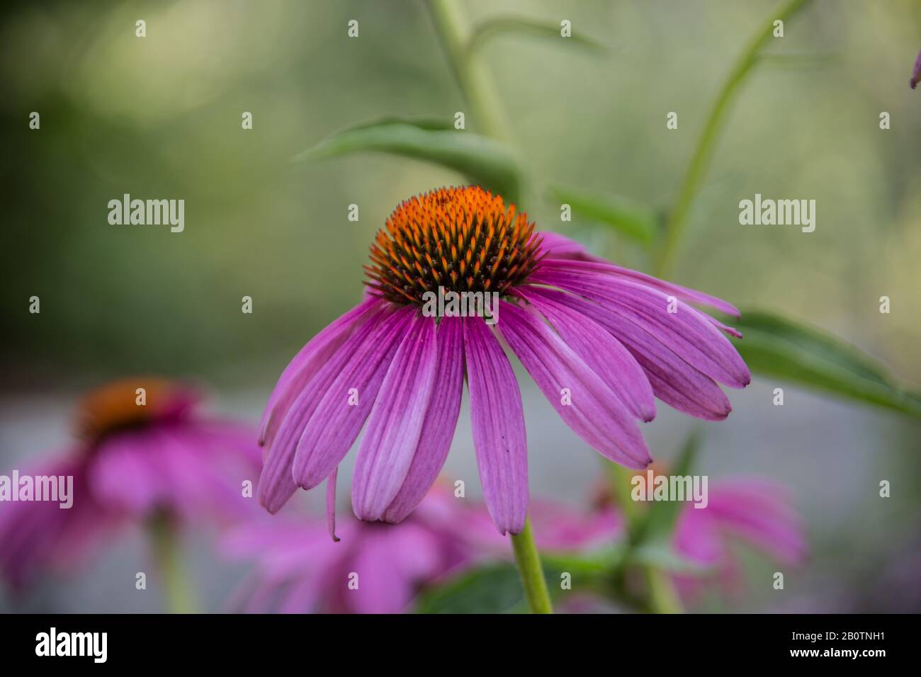 red coneflower on long stems Stock Photo - Alamy