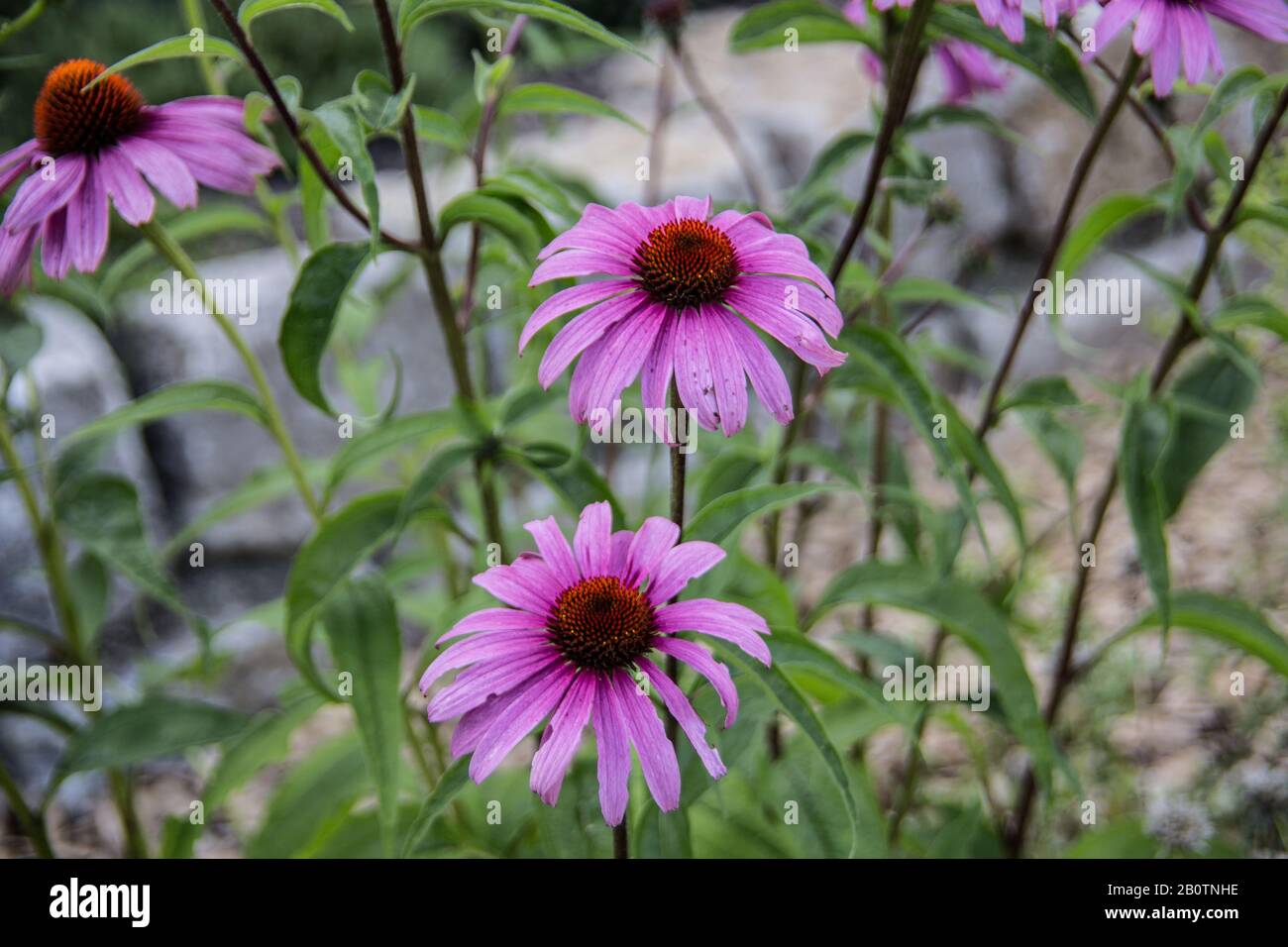 red coneflower on long stems Stock Photo - Alamy