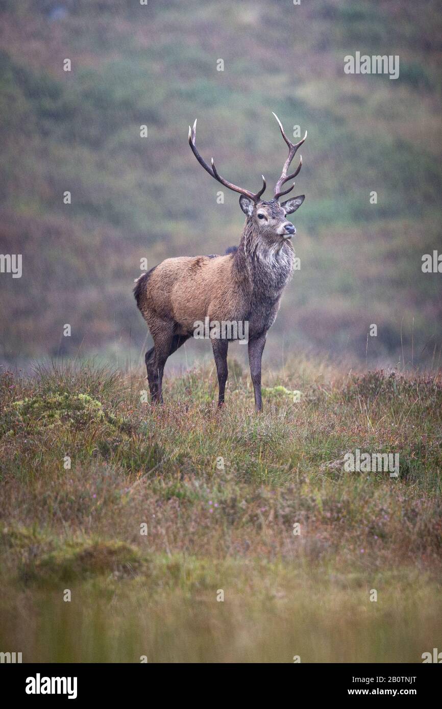 Red Deer stag in Applecross, Scotland, Uk Stock Photo - Alamy