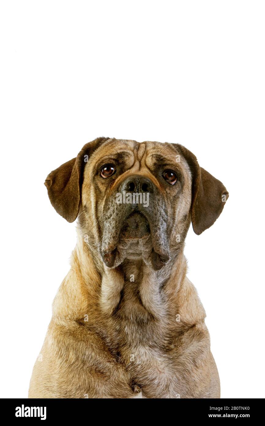 Cane Corso, a Dog Breed from Italie, Portrait of Dog against White ...