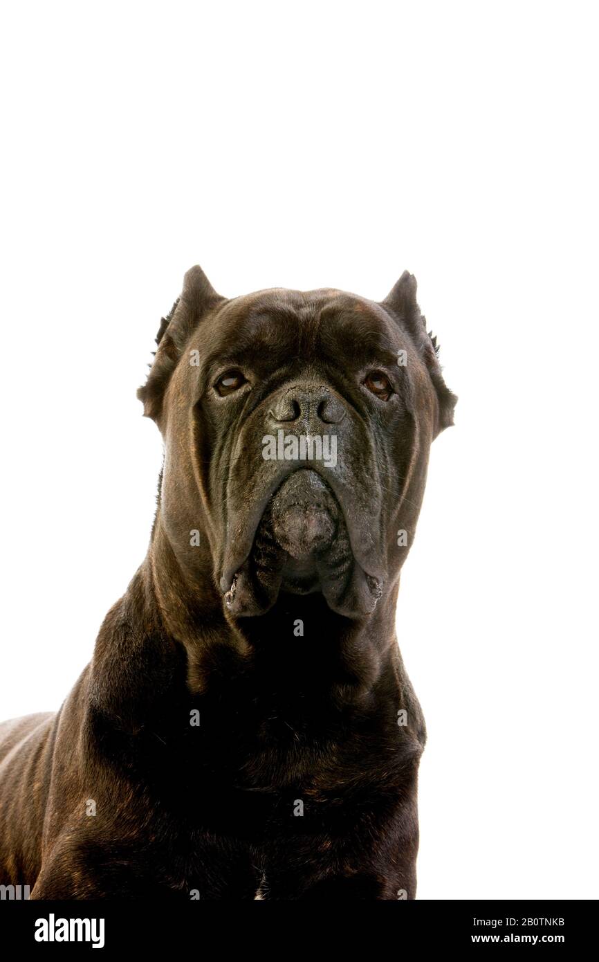 Cane Corso, a Dog Breed from Italie, Portrait of Dog against White ...
