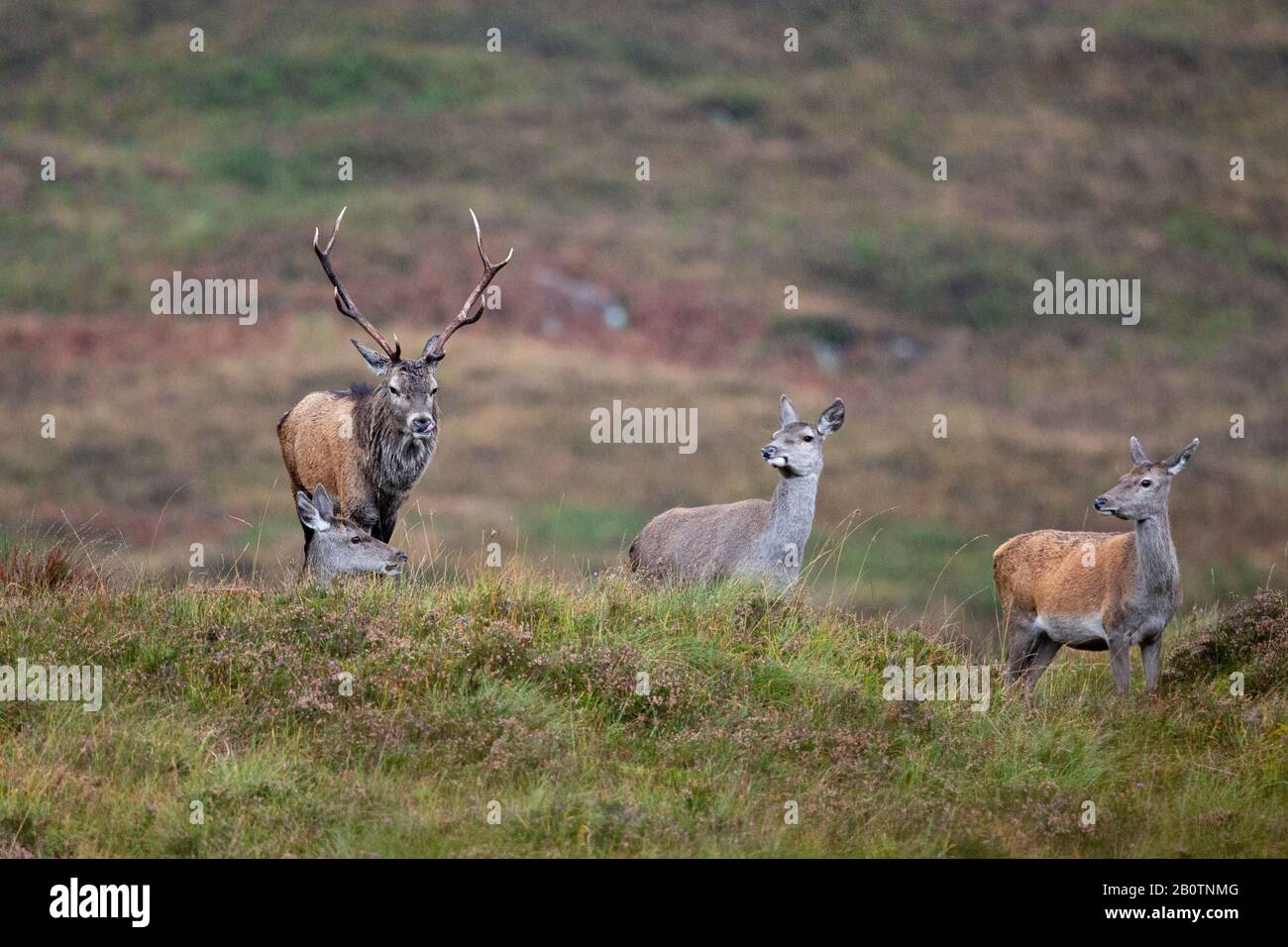 Red Deer stag in Applecross, Scotland, Uk Stock Photo - Alamy