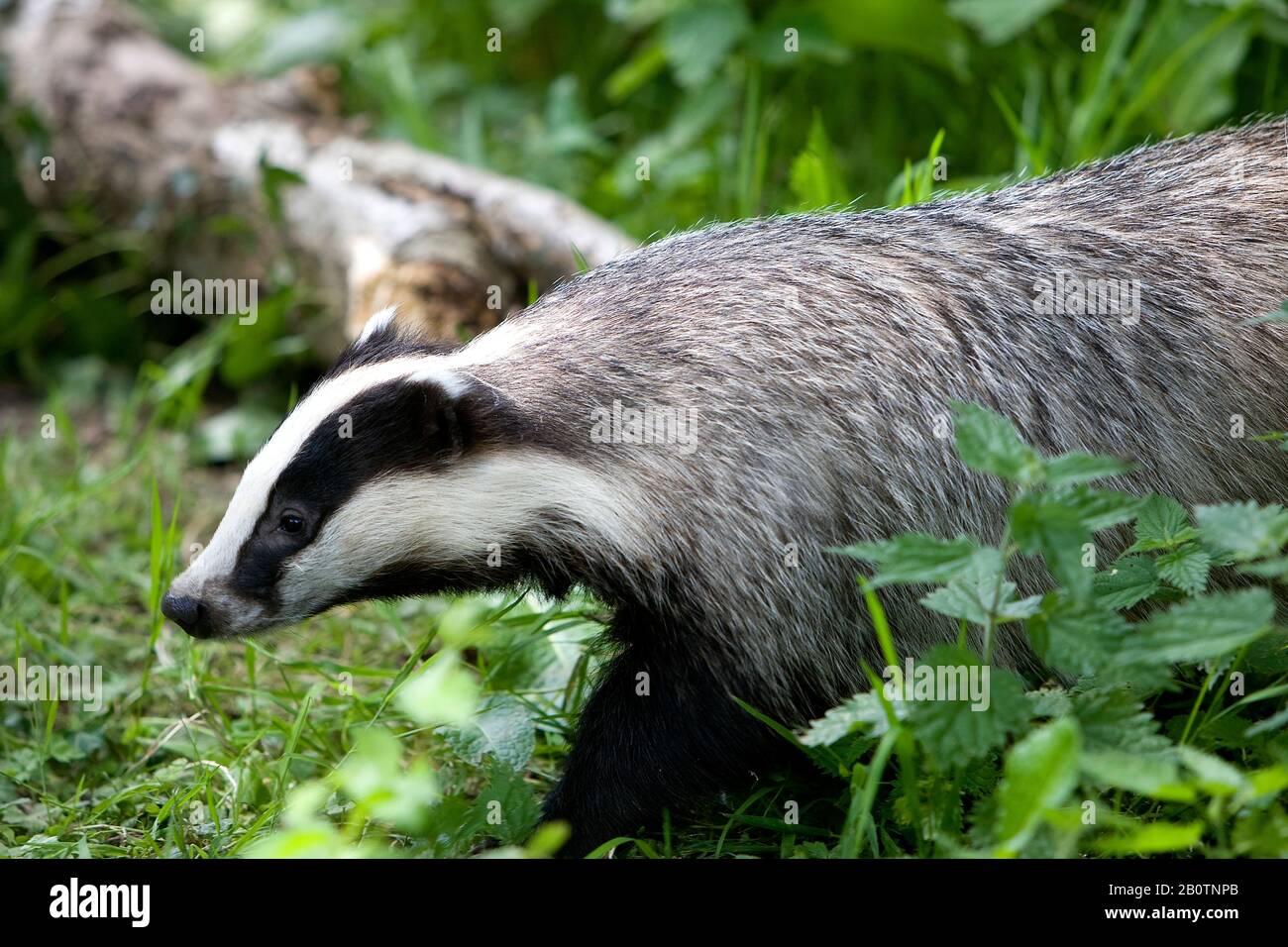 European Badger, meles meles, Normandy Stock Photo - Alamy