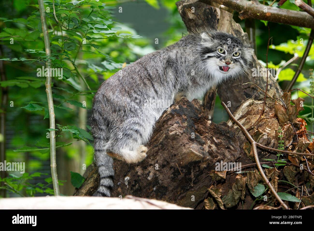 Manul or Pallas's Cat, otocolobus manul,, Adult standing on Branch ...
