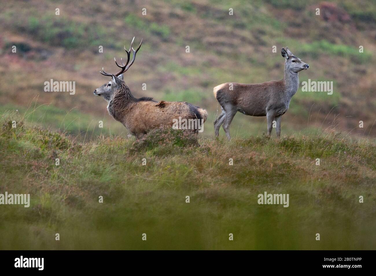 Red Deer stag in Applecross, Scotland, Uk Stock Photo - Alamy