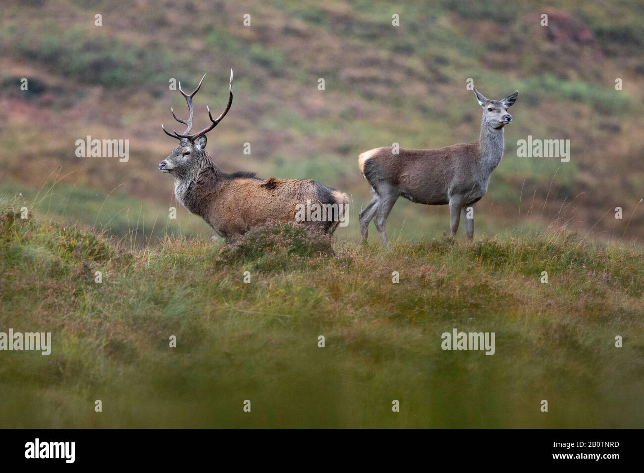 Red Deer stag in Applecross, Scotland, Uk Stock Photo - Alamy