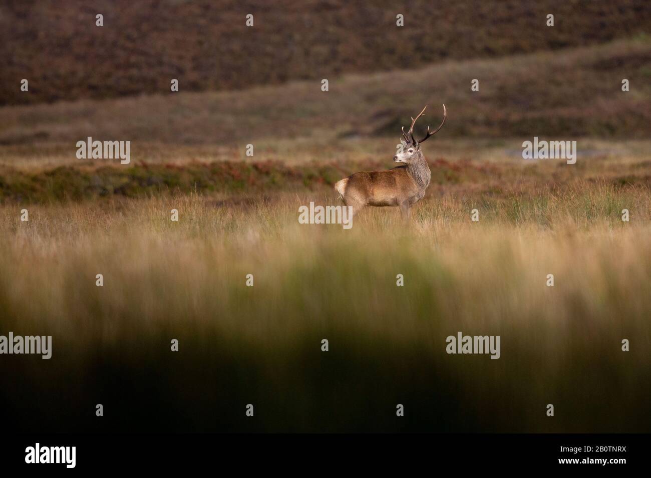 Red Deer stag in Applecross, Scotland, Uk Stock Photo - Alamy