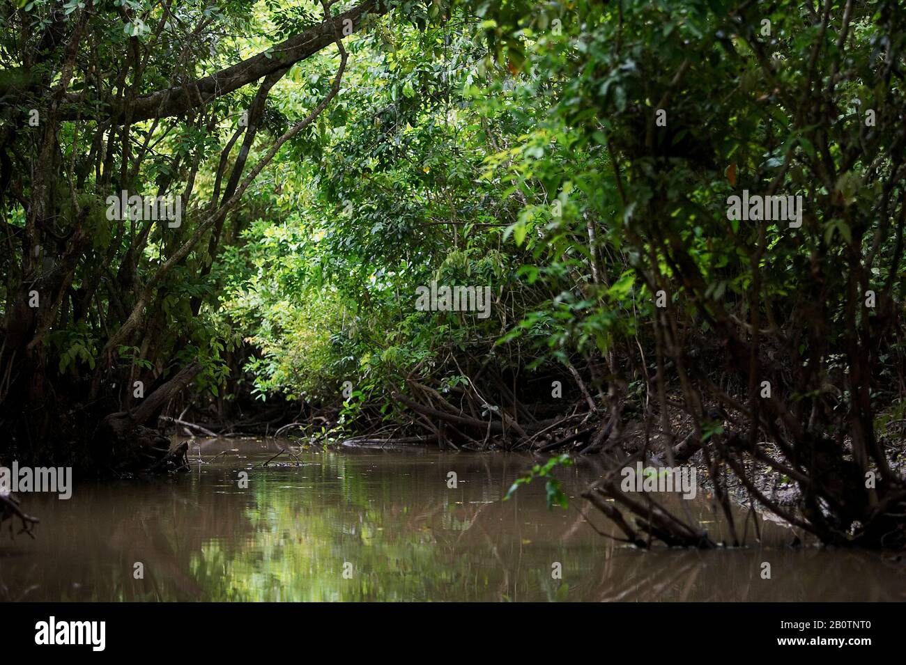 Forest river orinoco delta in hi-res stock photography and images - Alamy