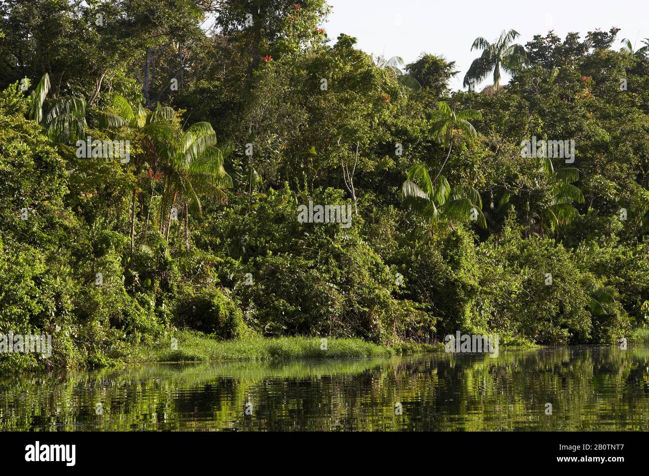 Forest river orinoco delta in hi-res stock photography and images - Alamy