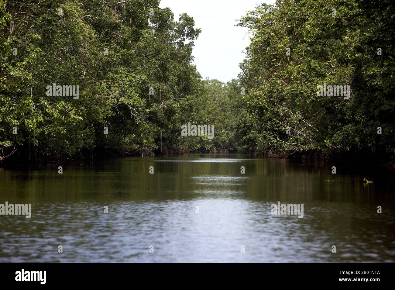 River forest in orinoco delta hi-res stock photography and images - Alamy