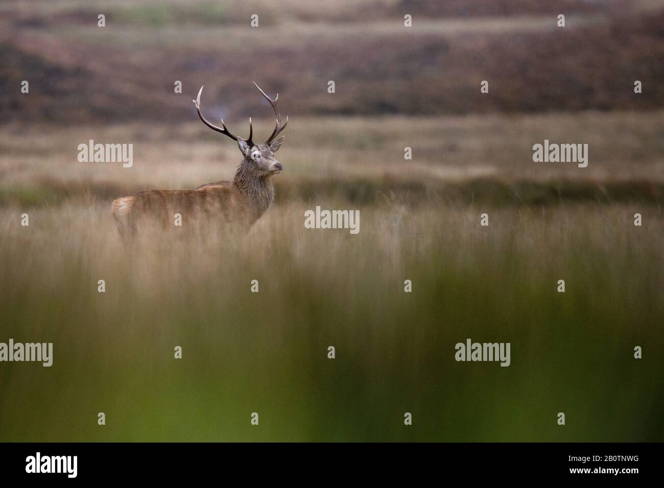 Red Deer stag in Applecross, Scotland, Uk Stock Photo - Alamy