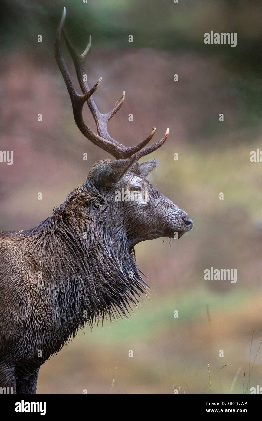 Red deer stag, Applecross, Scotland, UK Stock Photo - Alamy
