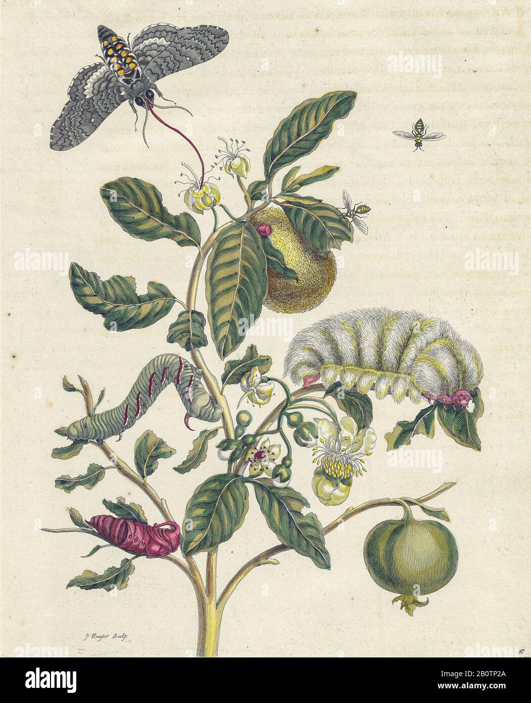 Plant and butterfly from Metamorphosis insectorum Surinamensium ...
