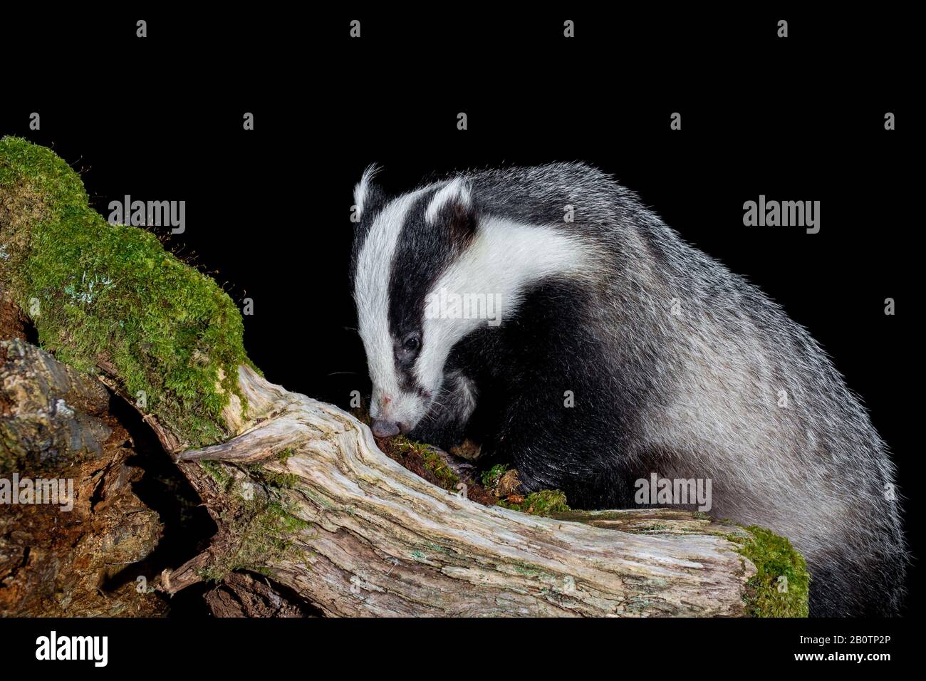 Badger in scotland hi-res stock photography and images - Alamy