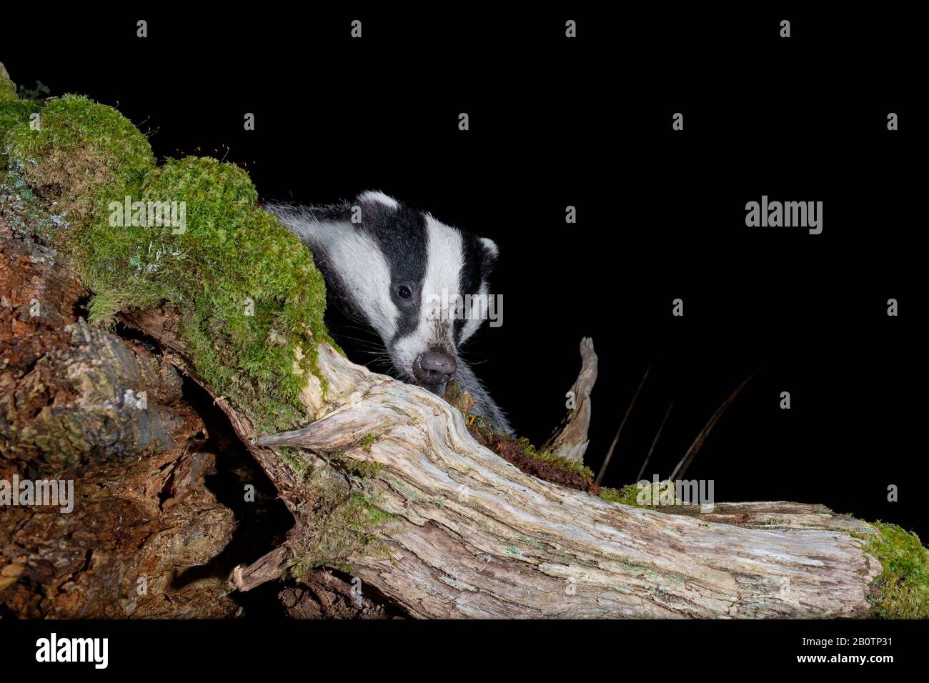 Badger climbing on a log in Scotland Stock Photo - Alamy
