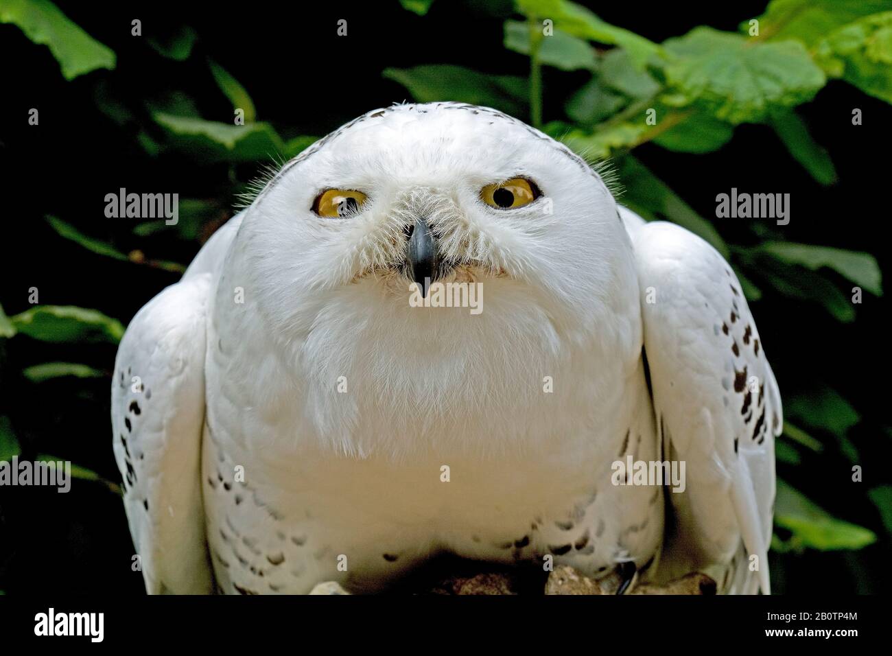 One snowy owl front view hi-res stock photography and images - Alamy