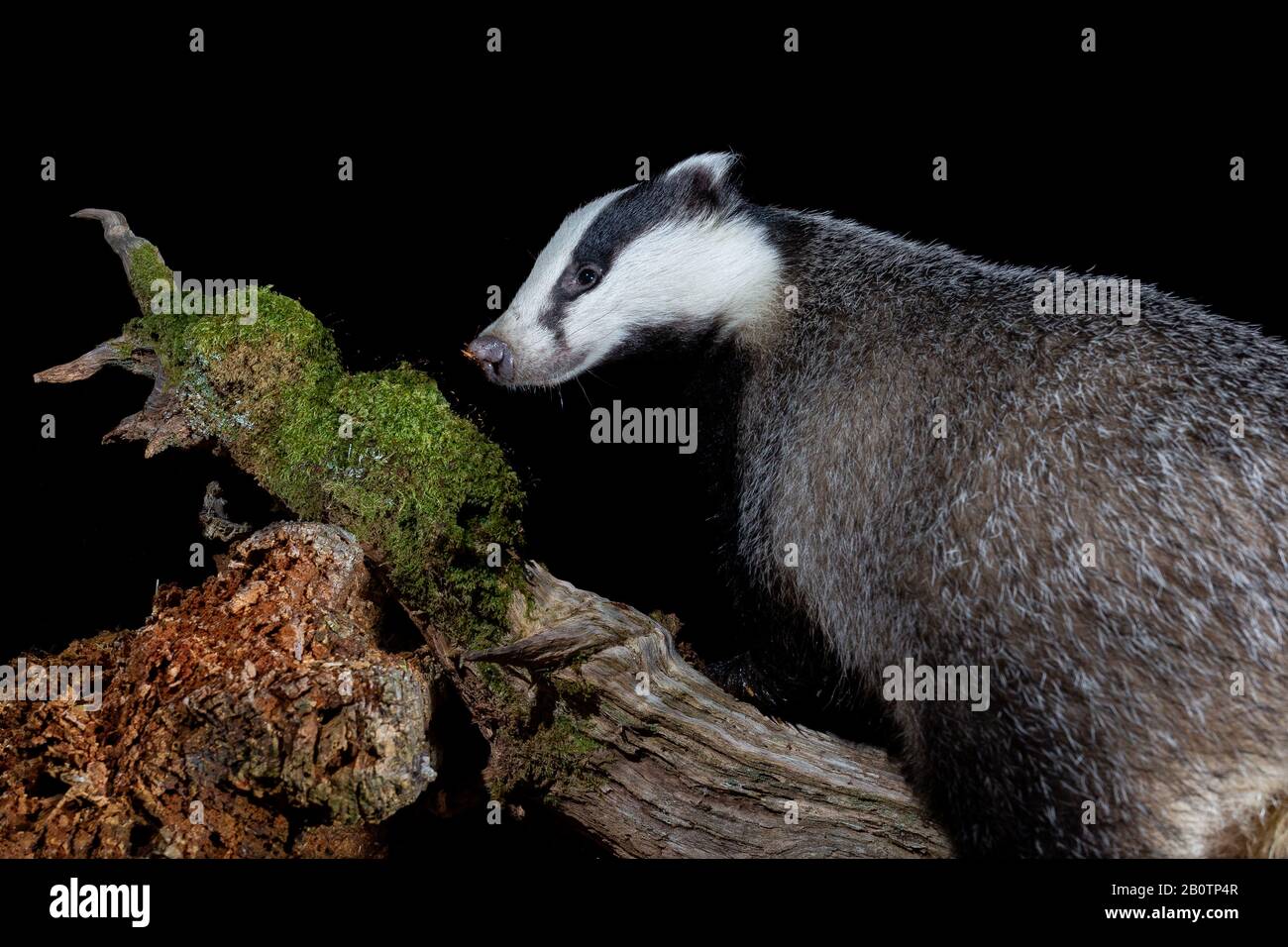 Badger climbing on a log in Scotland Stock Photo - Alamy