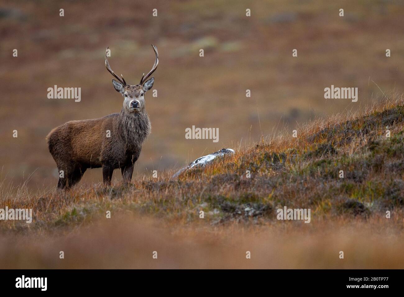 Red Deer stag in Applecross, Scotland, Uk Stock Photo - Alamy