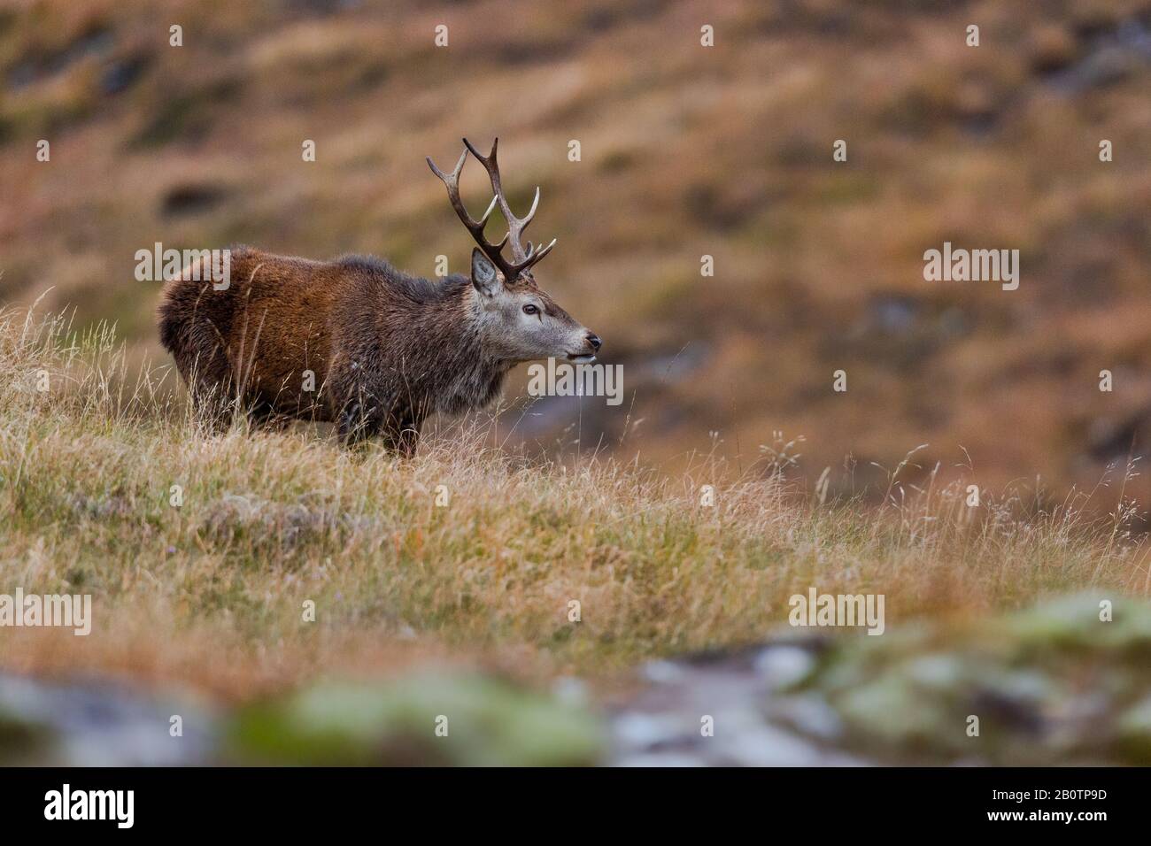 Red Deer stag in Applecross, Scotland, Uk Stock Photo - Alamy