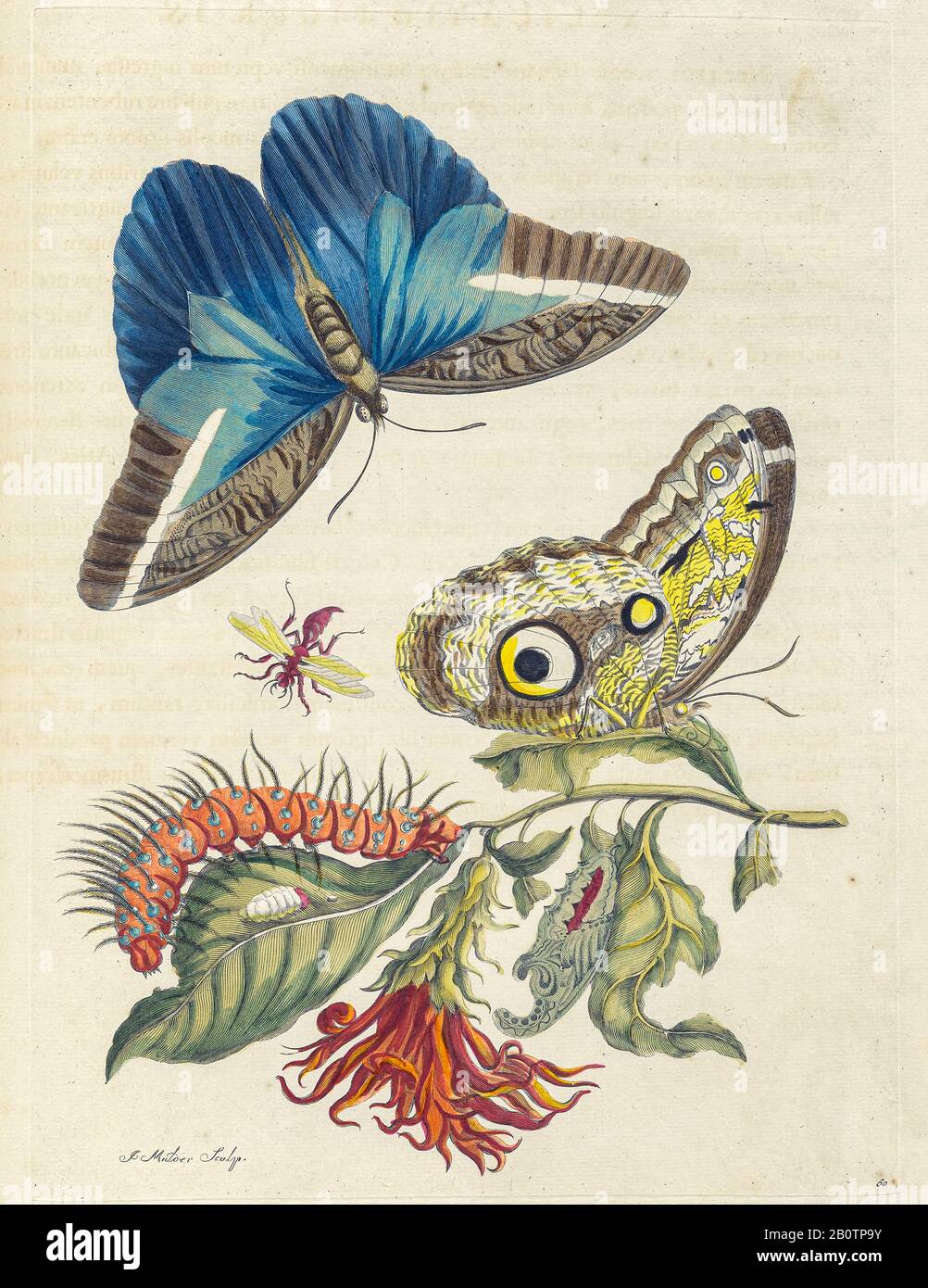 Plant and butterfly from Metamorphosis insectorum Surinamensium ...