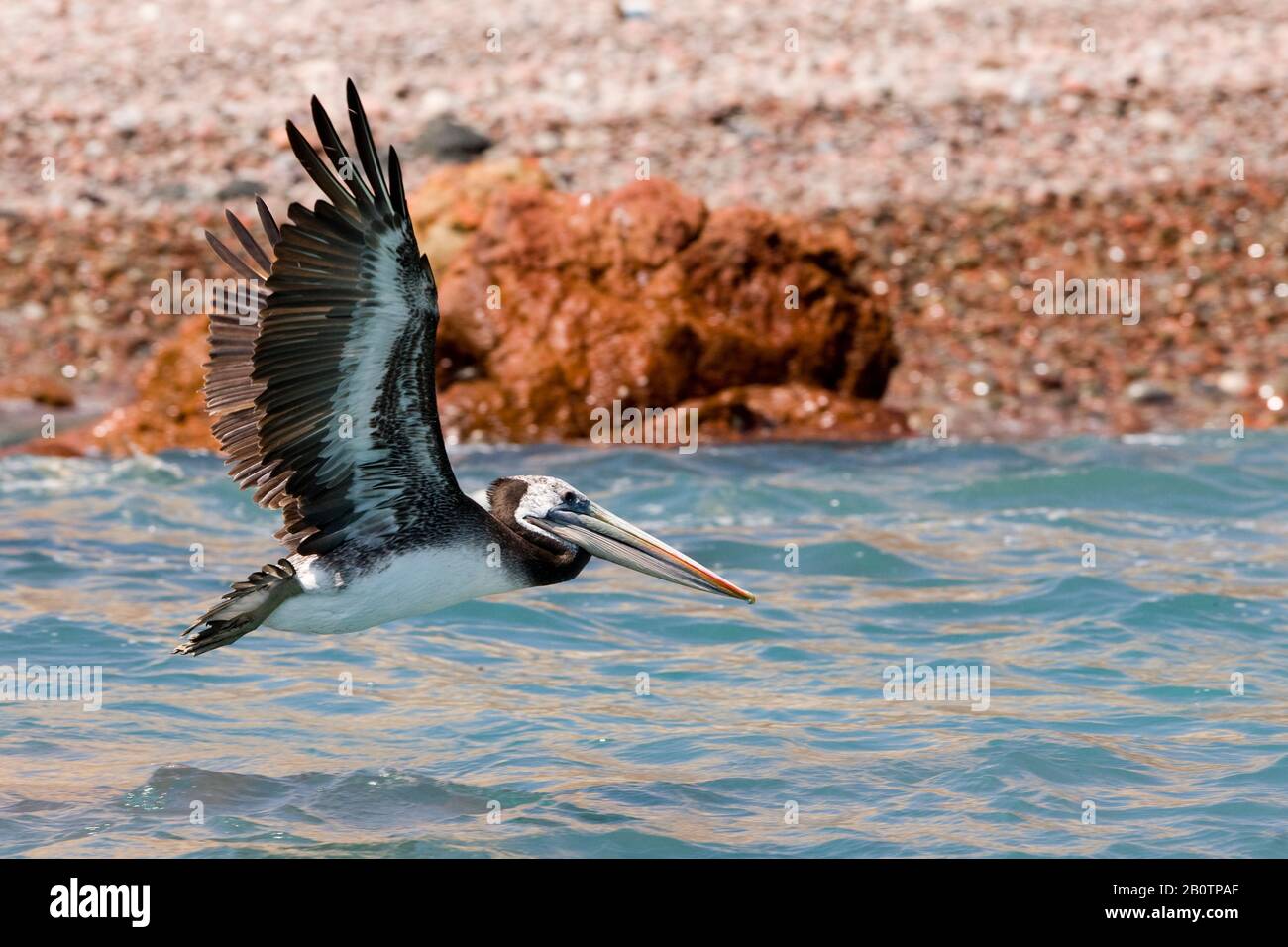 Peruvian Pelican, pelecanus thagus, in Flight, Ballestas Island at ...