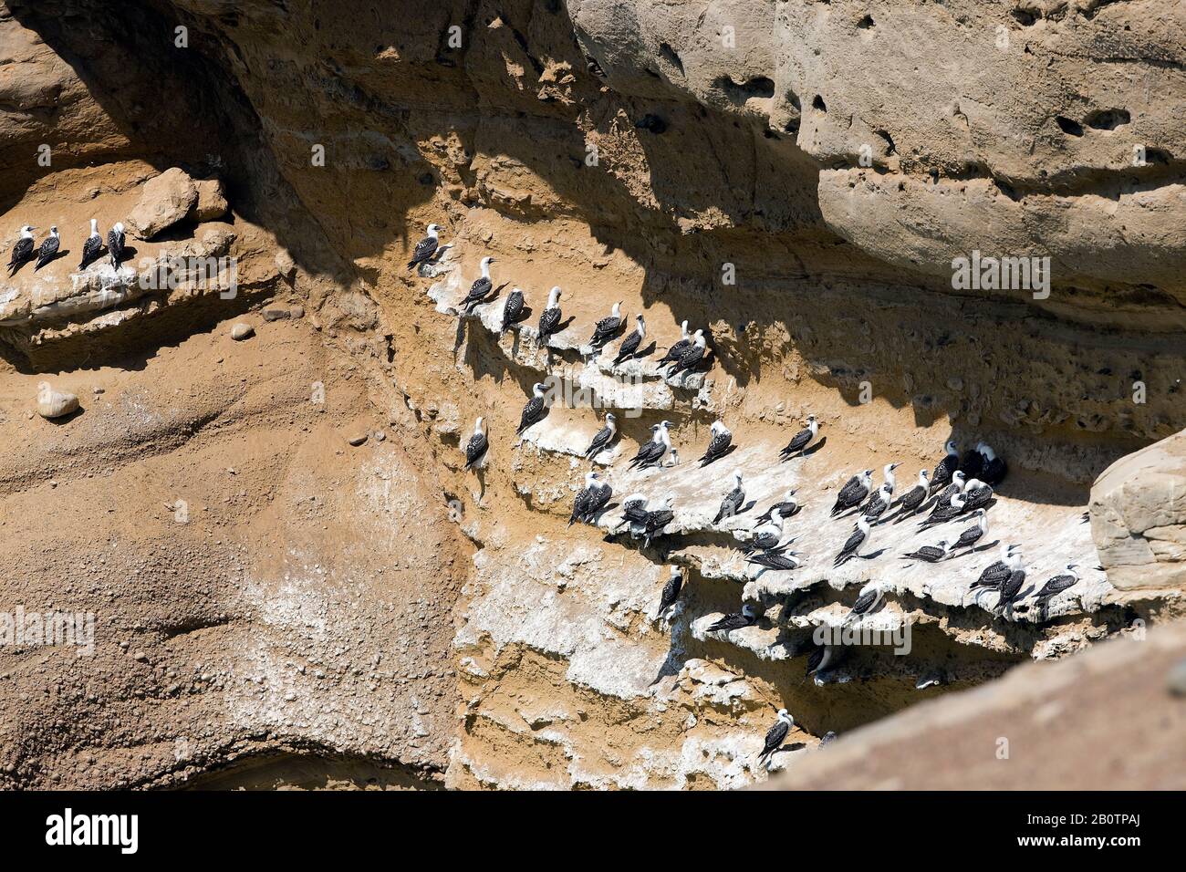 Peruvian Booby, sula variegata, Colony at Ballestas Islands, Paracas ...