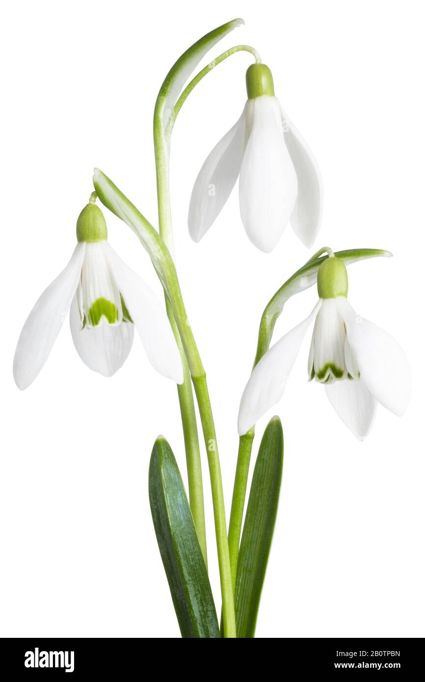 snowdrops isolated on white background. Clipping Path Stock Photo - Alamy