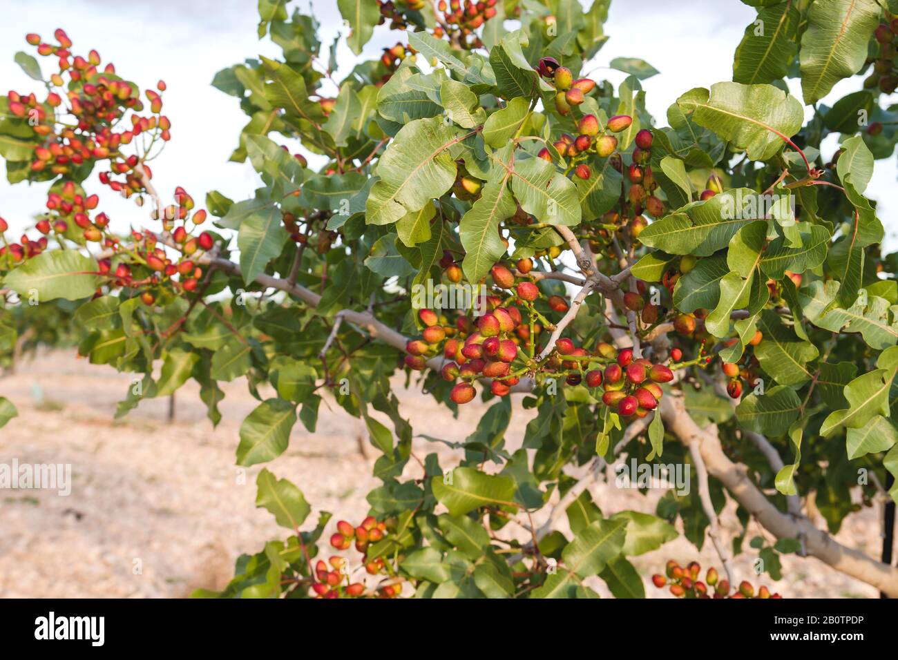 Pistacia vera leaves hi-res stock photography and images - Alamy