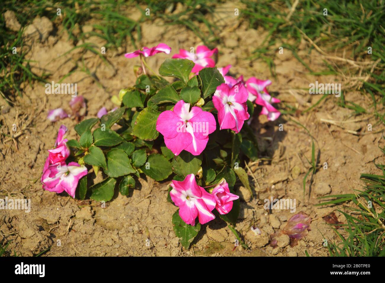 Close up of impression flowers with green leaves growing on soil in a ...