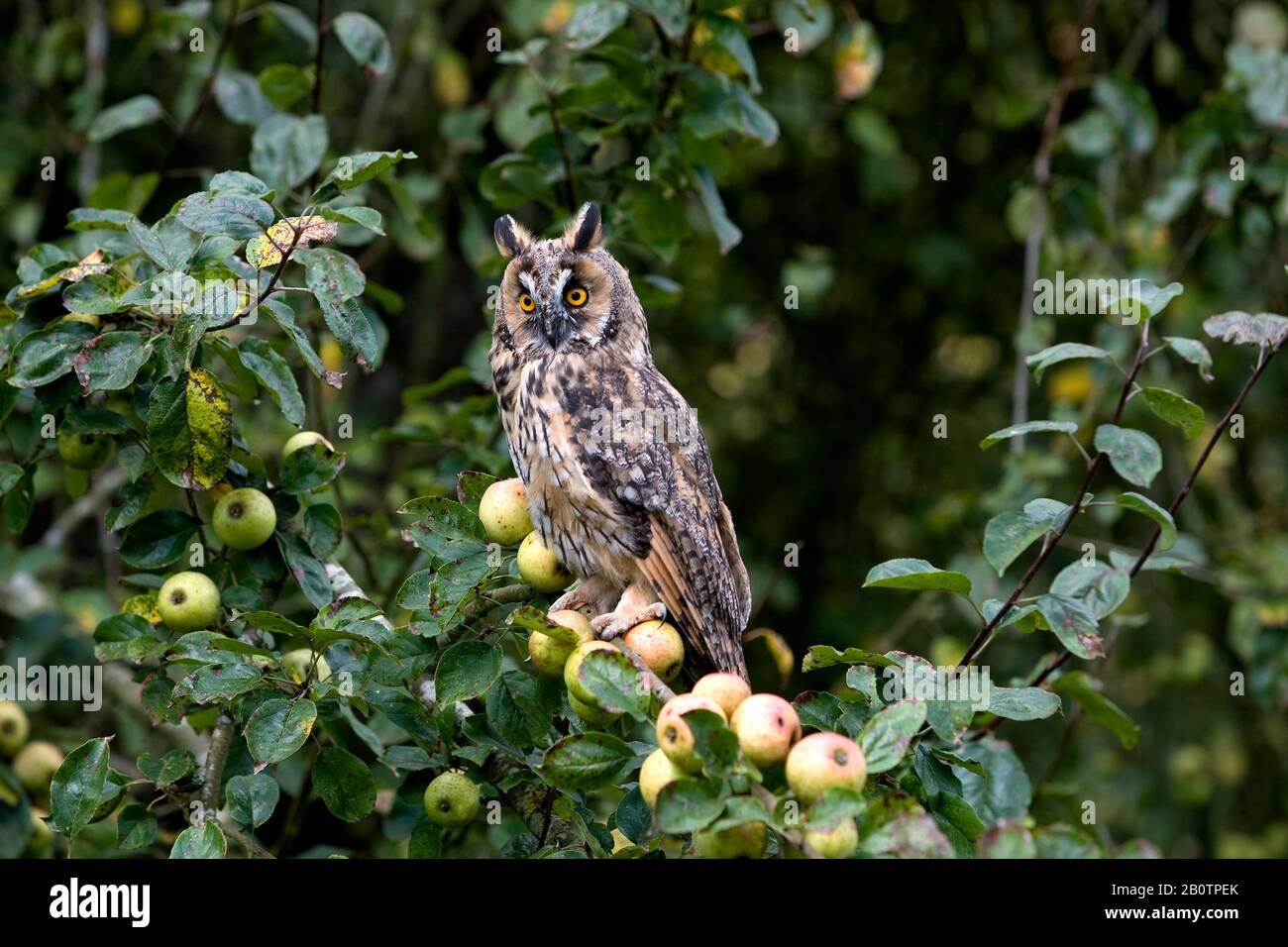 Long-Eared Owl, asio otus, standing on Apple Tree, Normandy Stock Photo ...