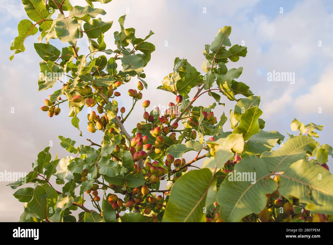 Pistacia vera tree with ripening fruits Stock Photo - Alamy