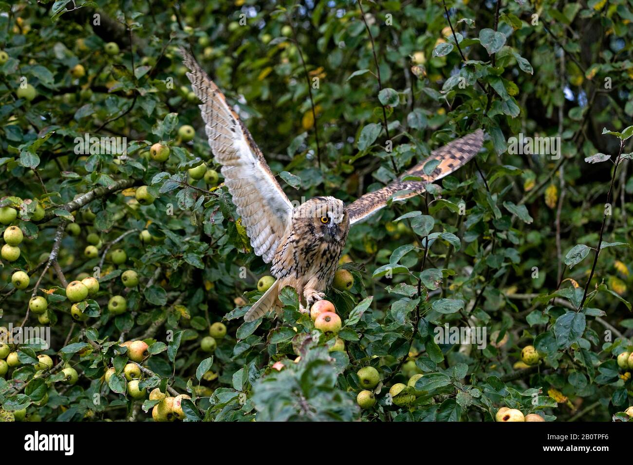 Long-Eared Owl, asio otus, standing on Apple Tree, Taking off, in ...