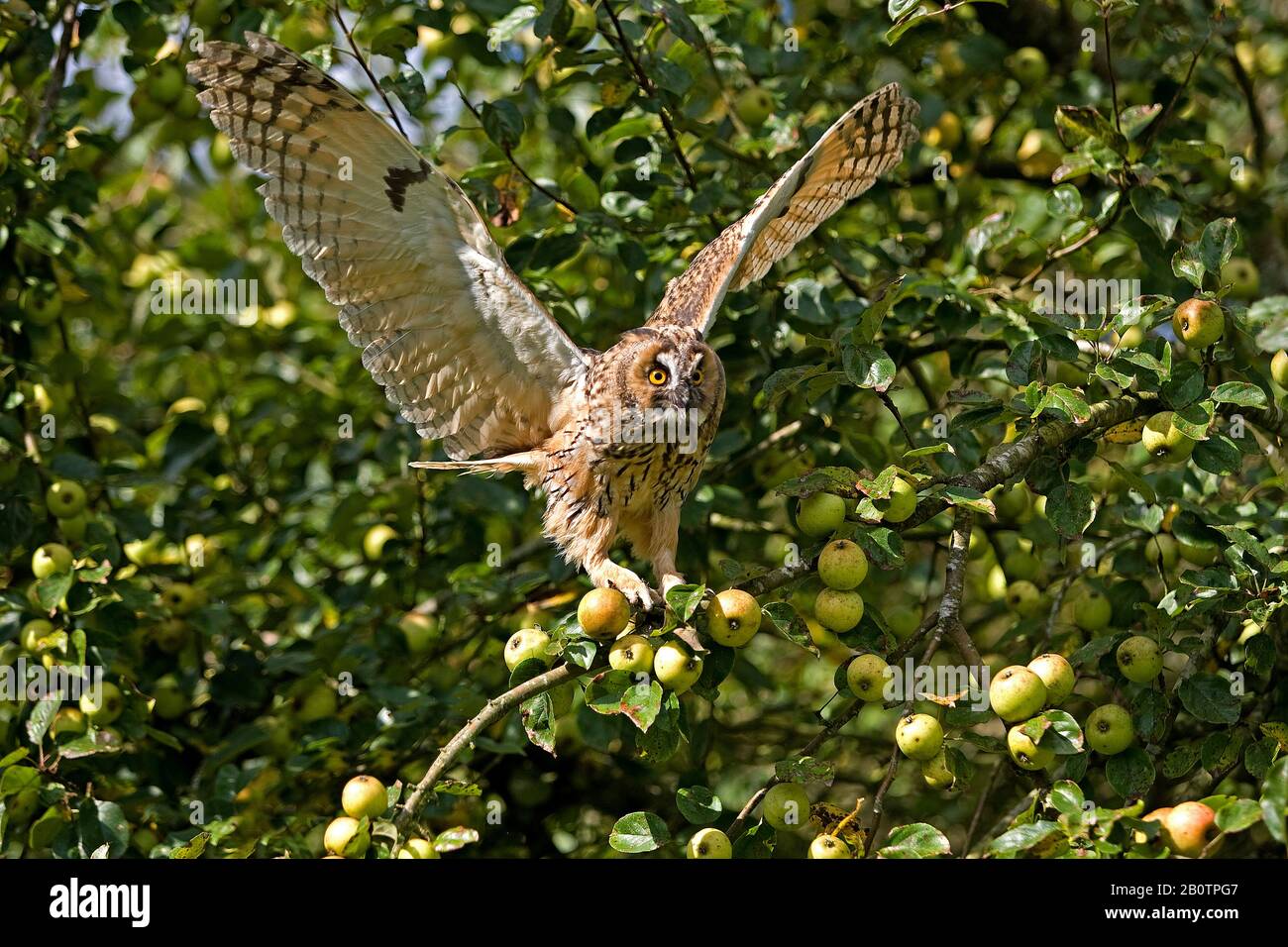 Long-Eared Owl, asio otus, standing on Apple Tree, Taking off, in ...