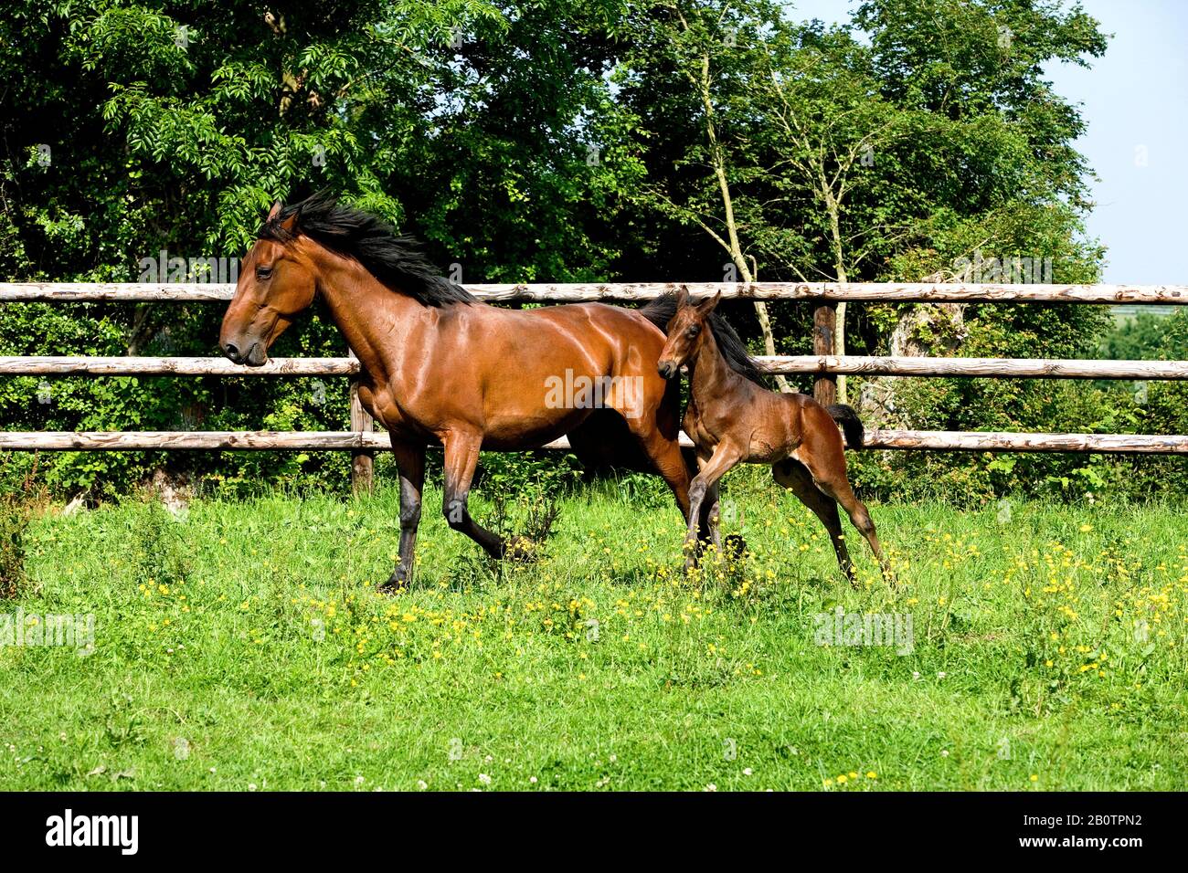 French trotter horse hi-res stock photography and images - Alamy