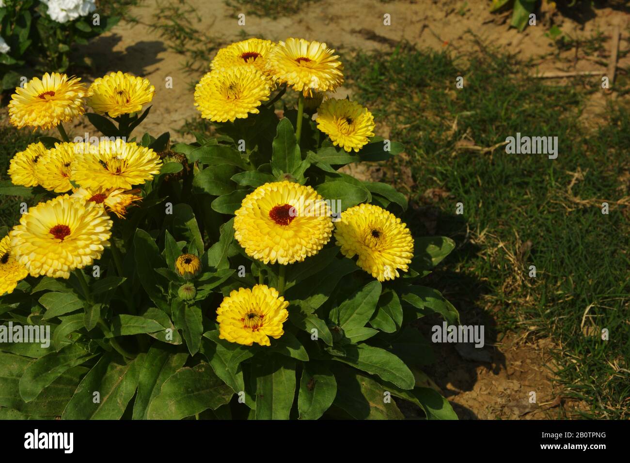 Close up beautiful Indian calendula officinalis, pot marigold, rubbles ...