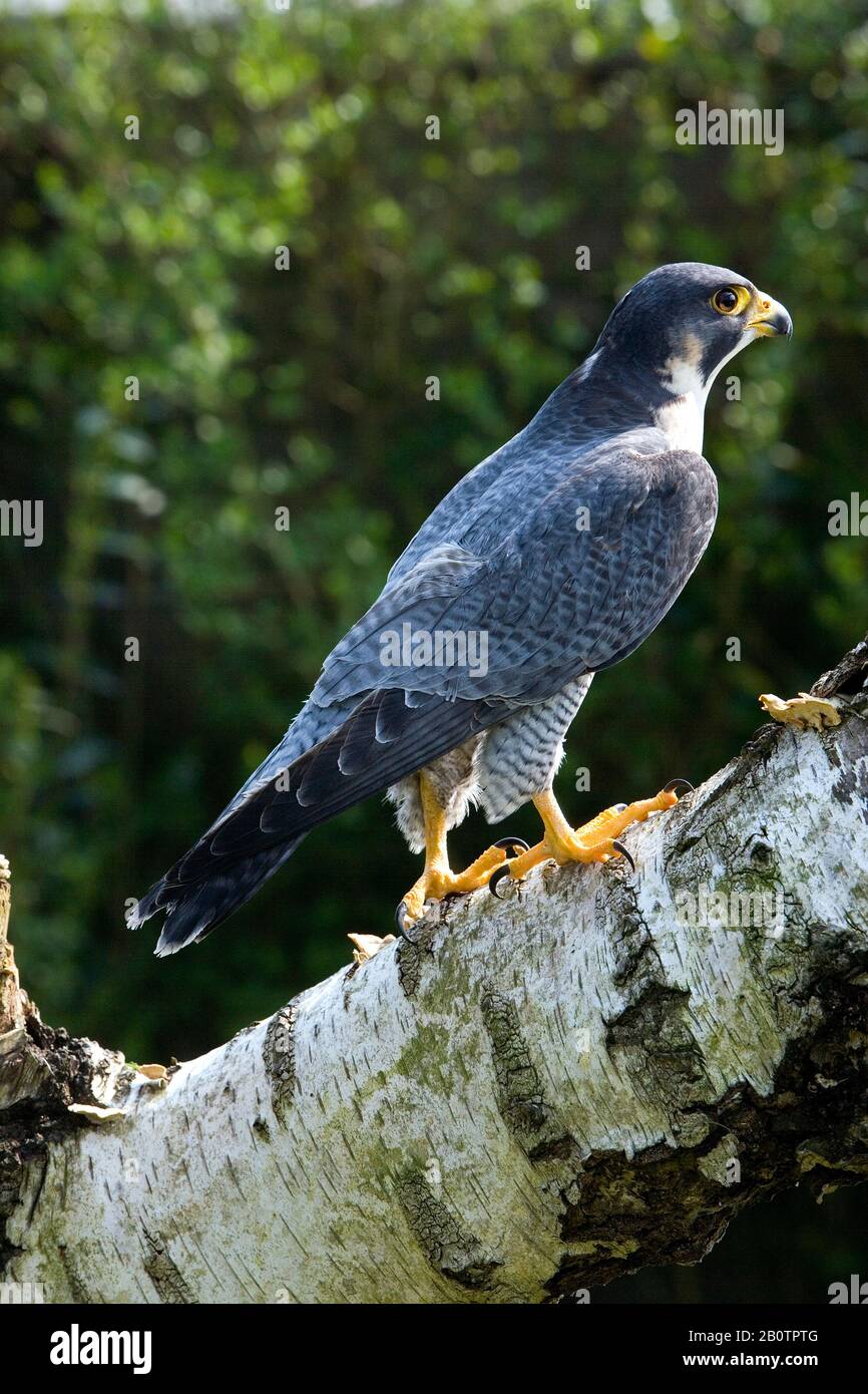 Falco peregrinus france hi-res stock photography and images - Alamy
