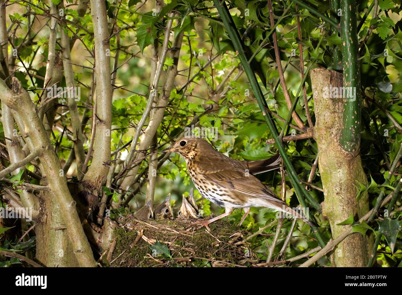 Song thrush chicks hi-res stock photography and images - Alamy