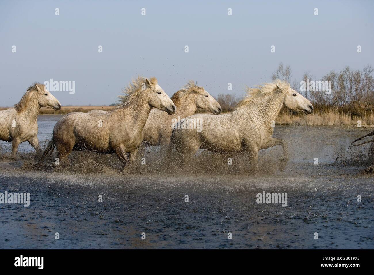 Camargue Horses, Herd standing in Swamp, Saintes Marie de la Mer in the ...