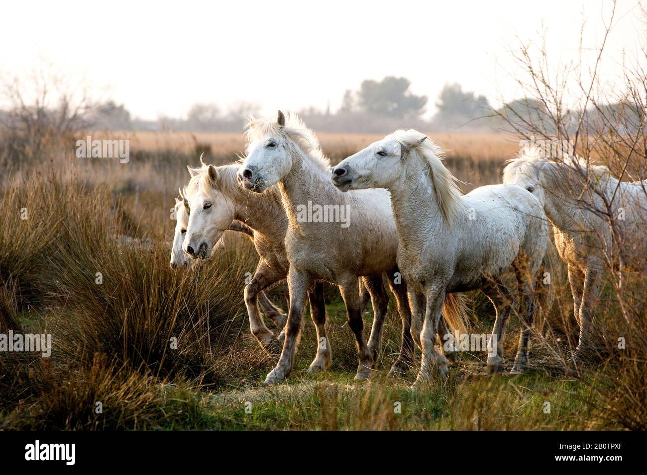 Camargue Horses Herd At Saintes Marie De La Mer In The South Of France camargue-horses-herd-at-saintes-marie-de-la-mer-in-the-south-of-france