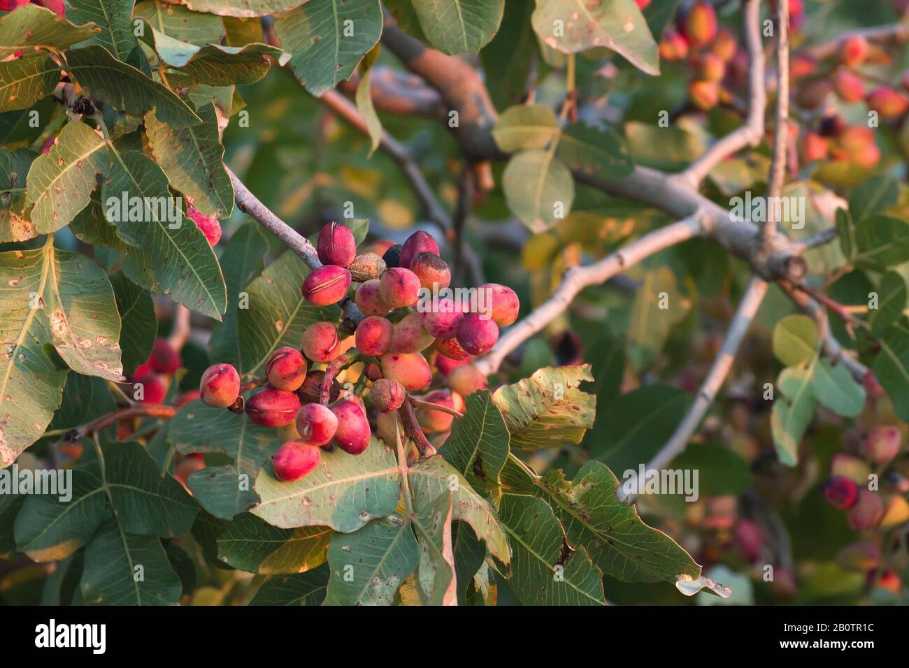 Pistacia vera tree with ripening fruits Stock Photo - Alamy