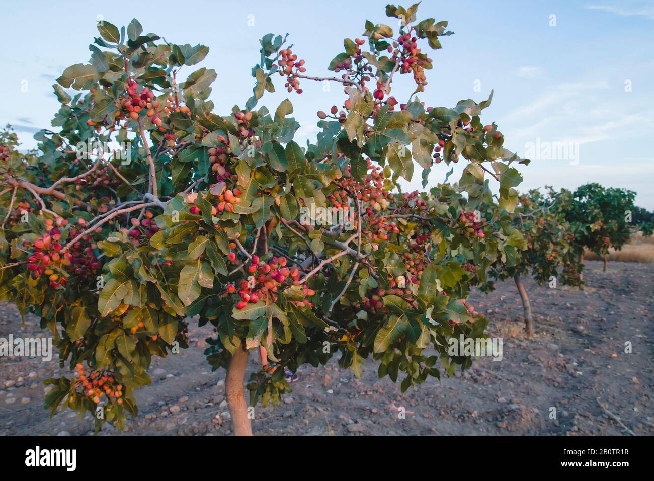 Pistacia vera leaves hi-res stock photography and images - Alamy