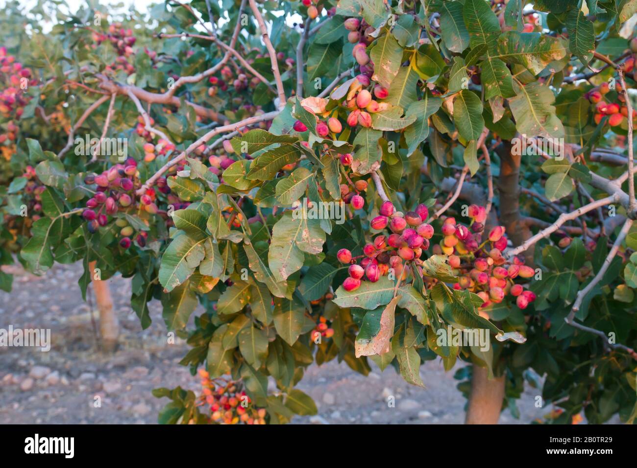 Pistacia vera tree with ripening fruits Stock Photo - Alamy