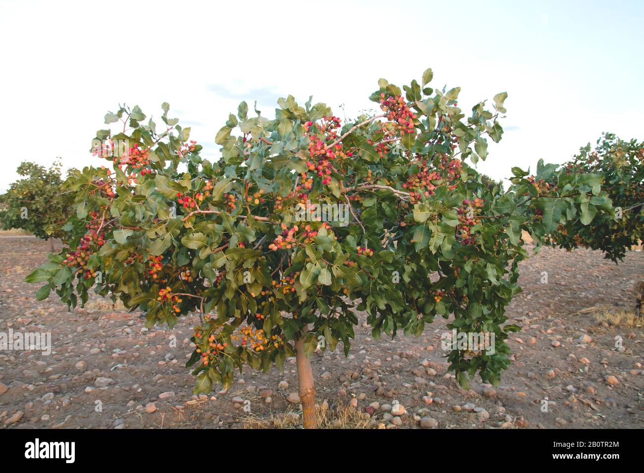 Pistacia vera tree hi-res stock photography and images - Alamy