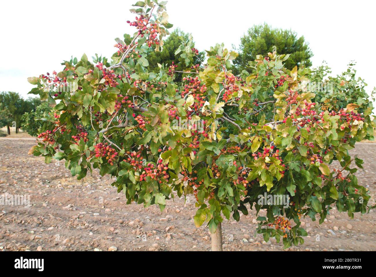 Pistacia vera tree with ripening fruits Stock Photo - Alamy