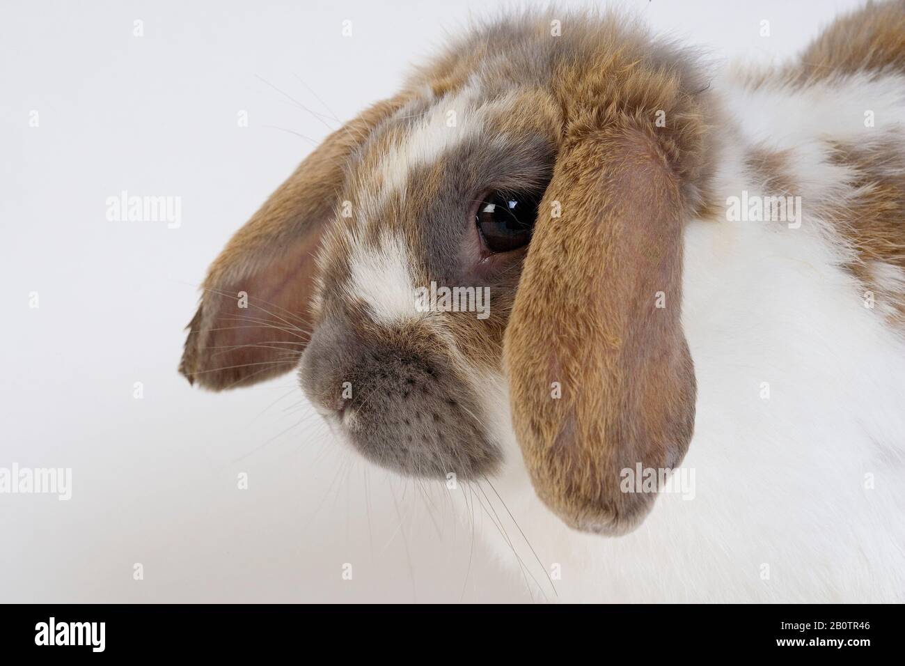 Lop-Eared Rabbit against White Background Stock Photo - Alamy
