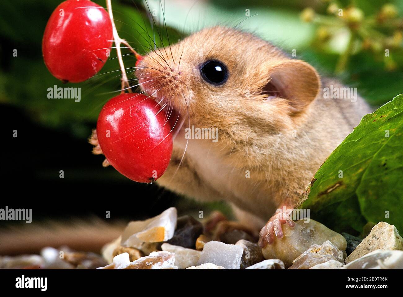 Common dormouse feeding hi-res stock photography and images - Alamy